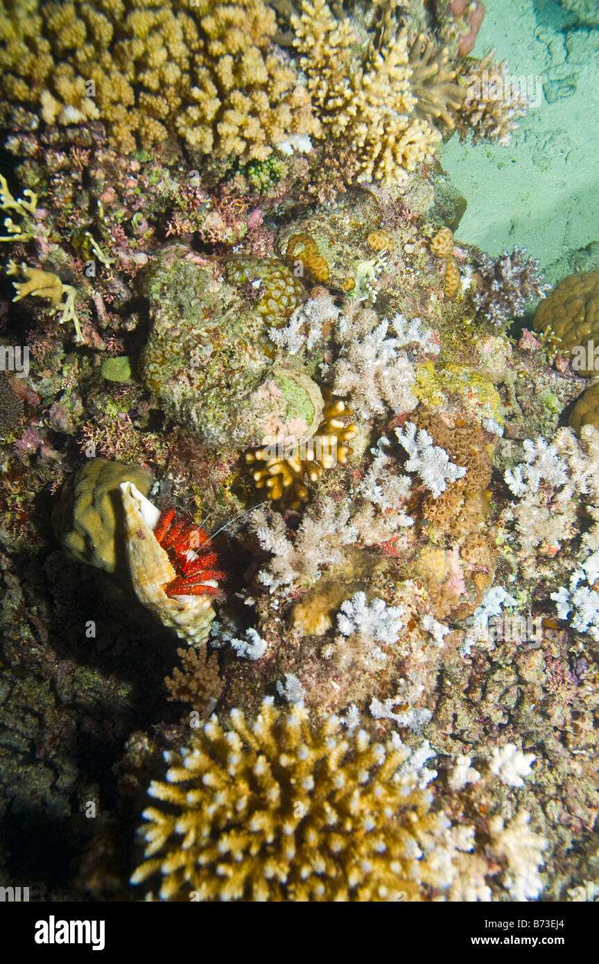 hermit crab hiding in shell resting on coral of great barrier reef ...