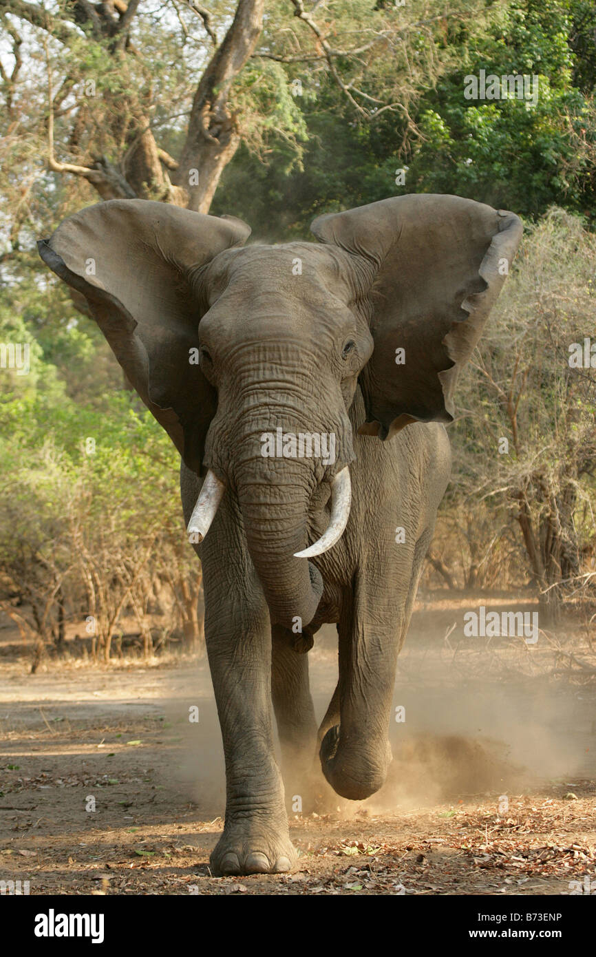 Elephant Charging Profile