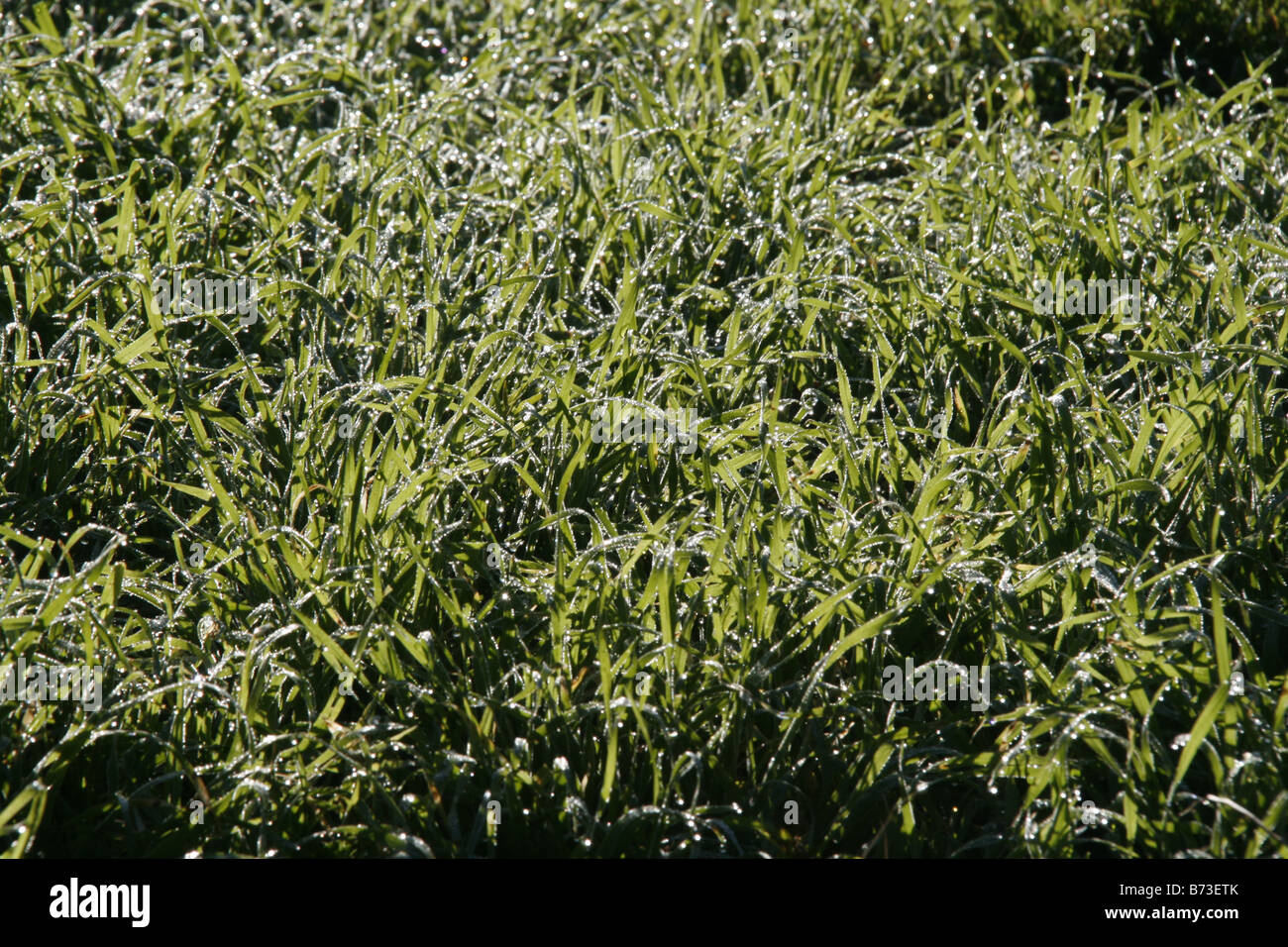 long grass covered with dew in field in country Stock Photo - Alamy