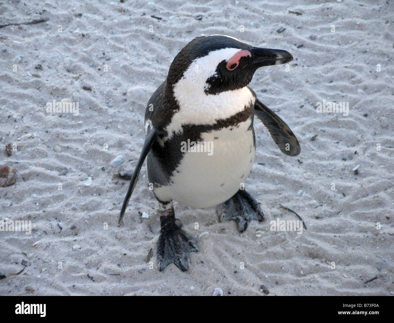 Indigenous south african species hi-res stock photography and images ...