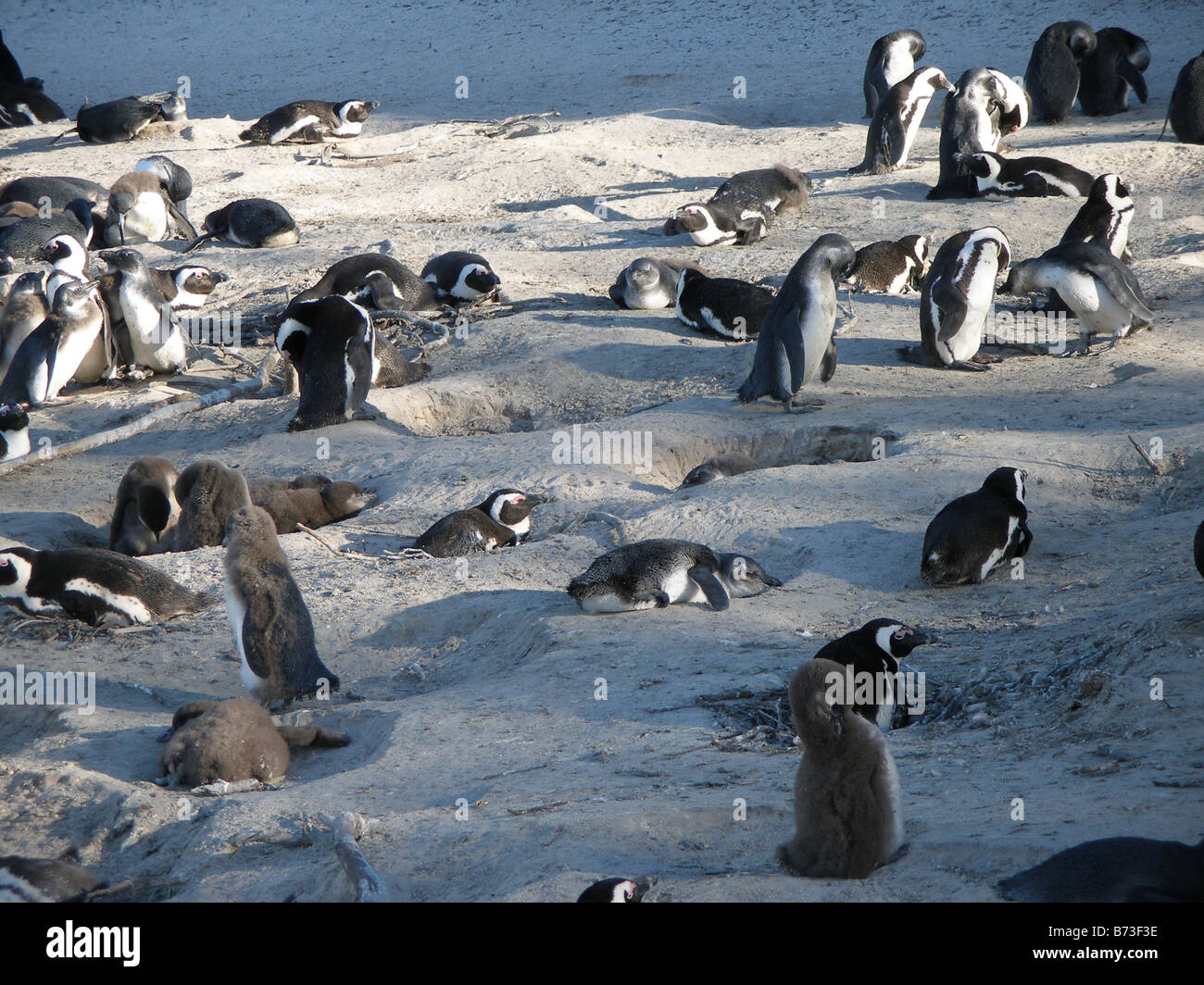 African Penguins at Simonstown in South Africa. The African Penguin is ...
