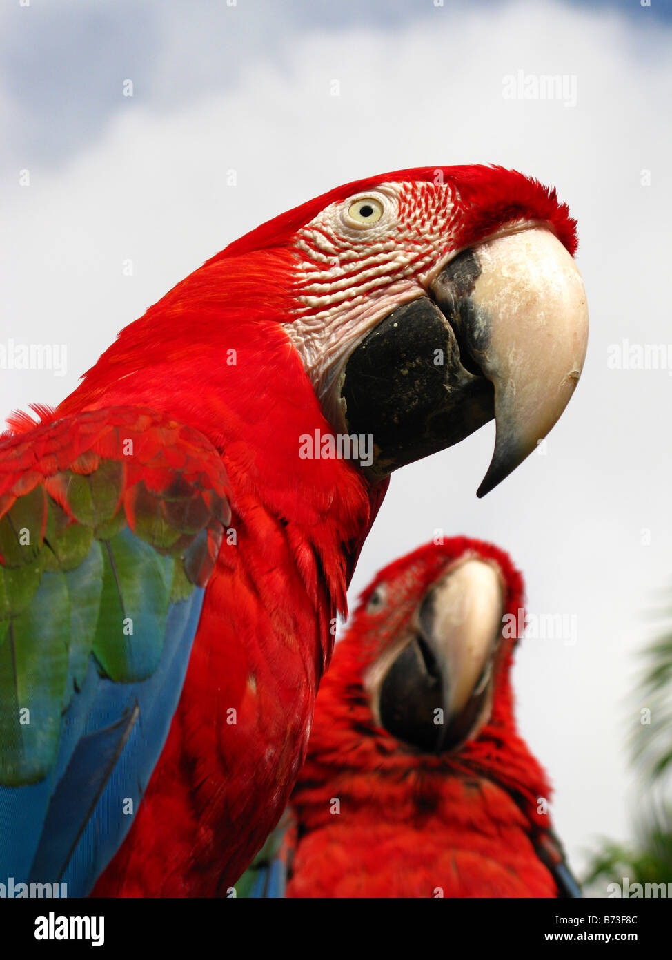 Scarlet Macaw (Ara macao) two red macaw in Caracas Venezuela Stock ...