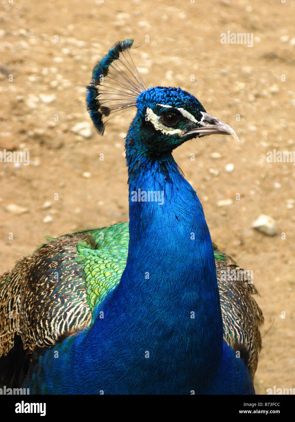 male indian blue peacock portrait Stock Photo - Alamy