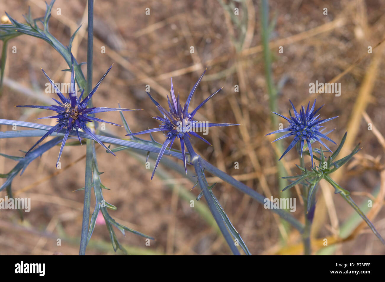 Australian Blue devil Stock Photo - Alamy