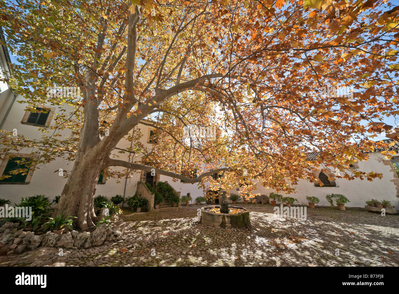 Mallorca the Alfabia Moorish style estate courtyard tree in autumn ...