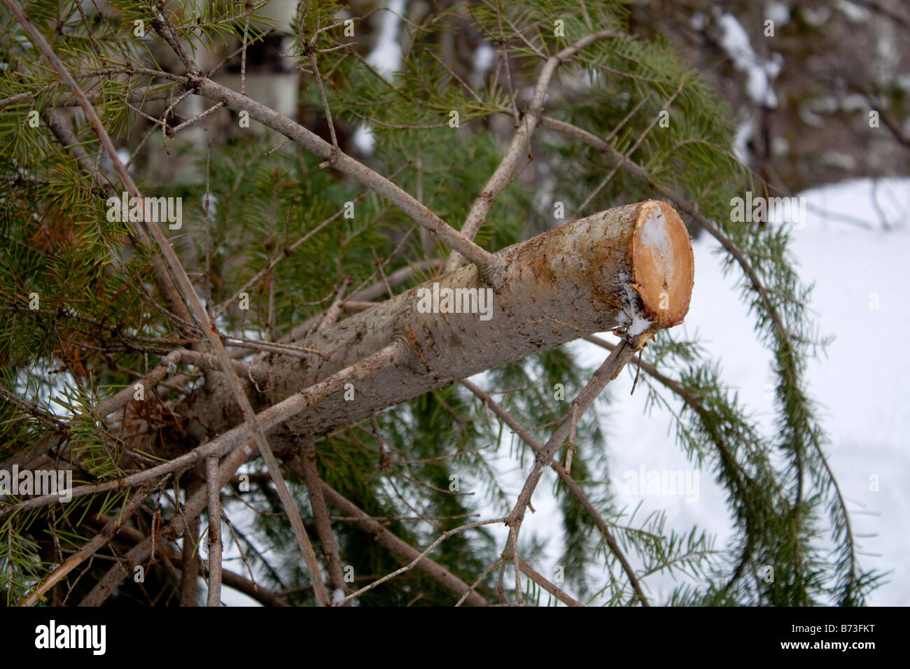 Christmas tree stump hi-res stock photography and images - Alamy