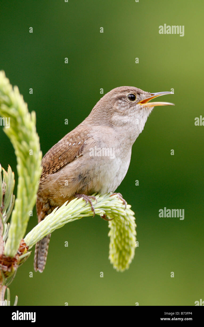 The wrens hi-res stock photography and images - Alamy