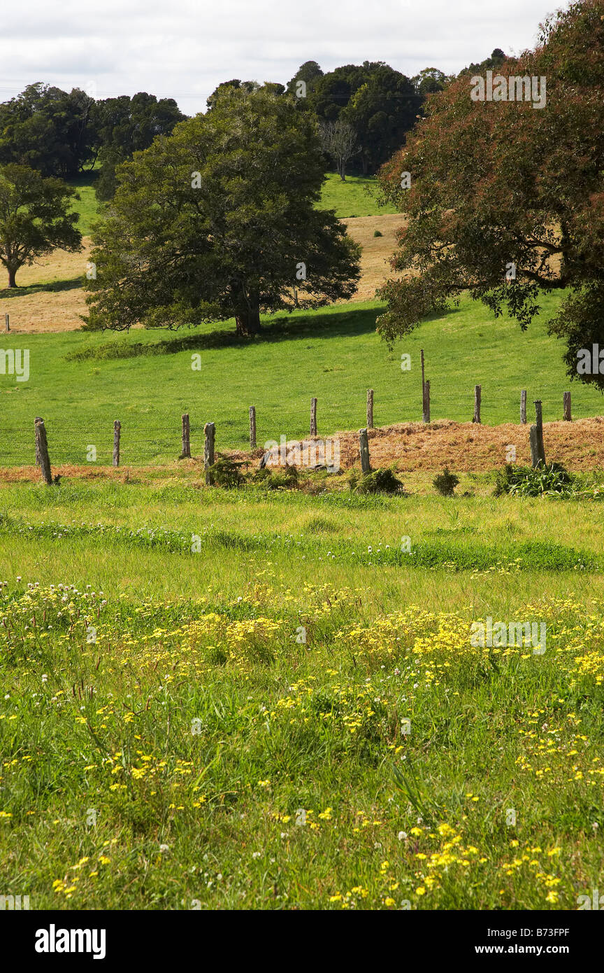 Spring Flowers and Farmland Innes View Road near Comboyne Greater Taree ...