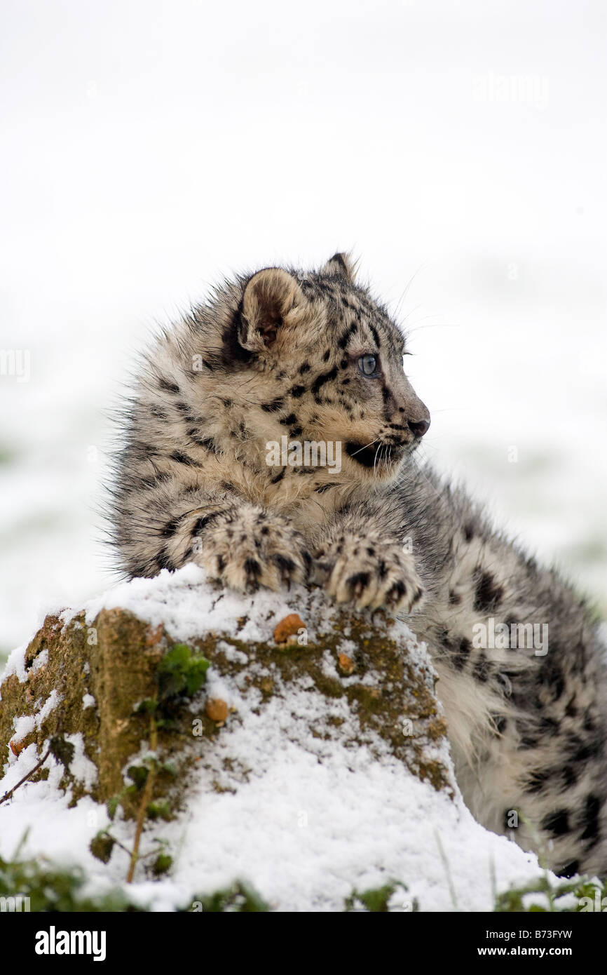 Snow Leopard Cub in the snow Stock Photo - Alamy