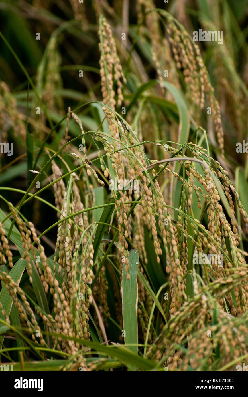 Rice fronds in field - Vietnam Stock Photo - Alamy