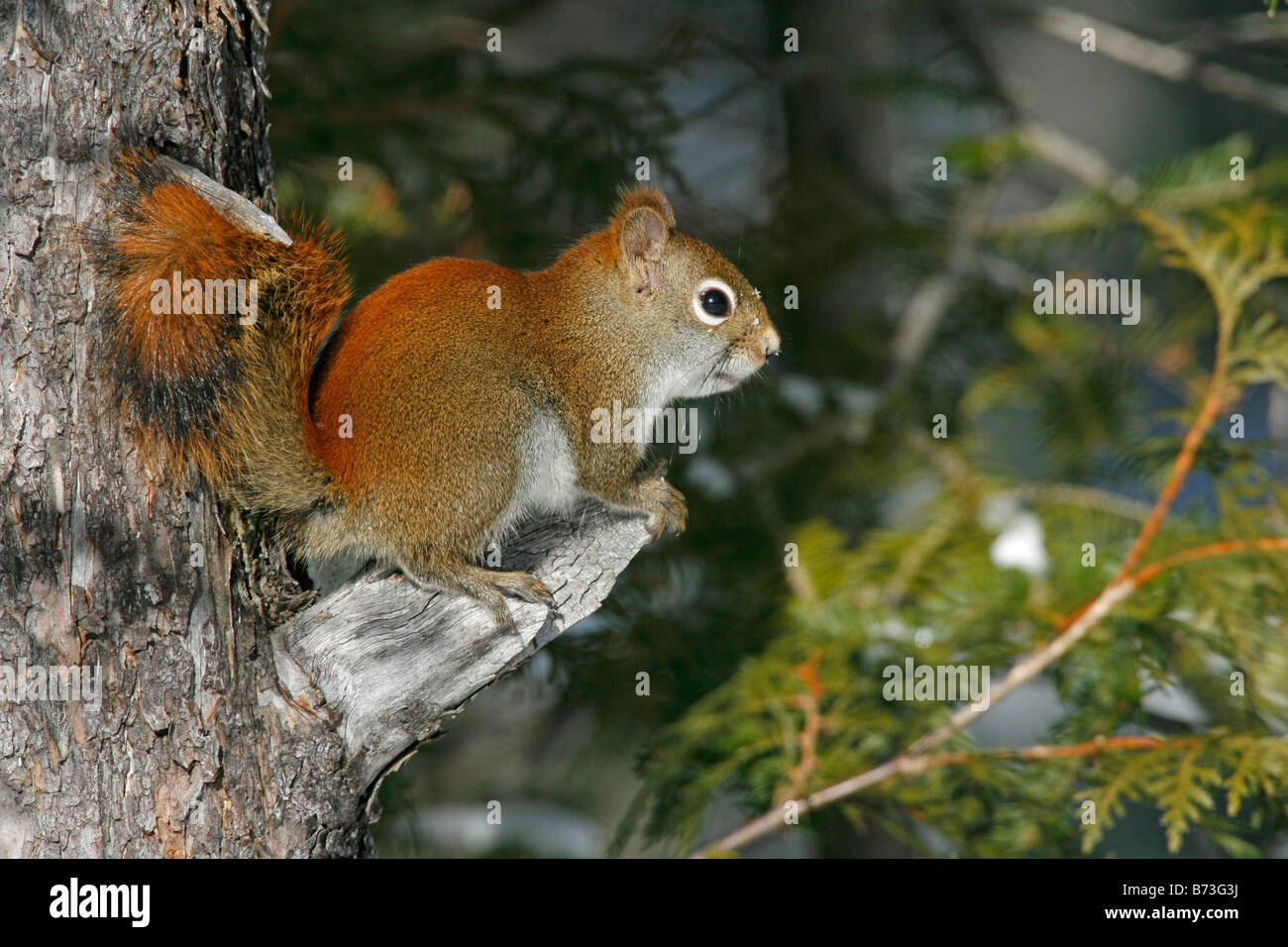 Squirrel hi-res stock photography and images - Alamy
