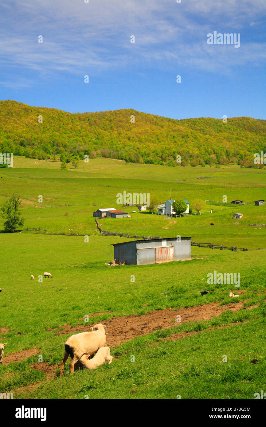 Sheep, Western Highland County, Virginia, USA Stock Photo - Alamy