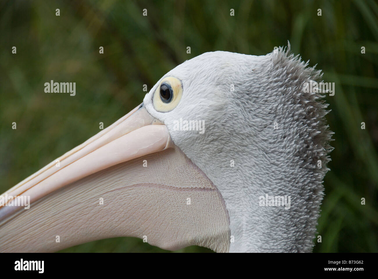 Australian pelican head hi-res stock photography and images - Alamy
