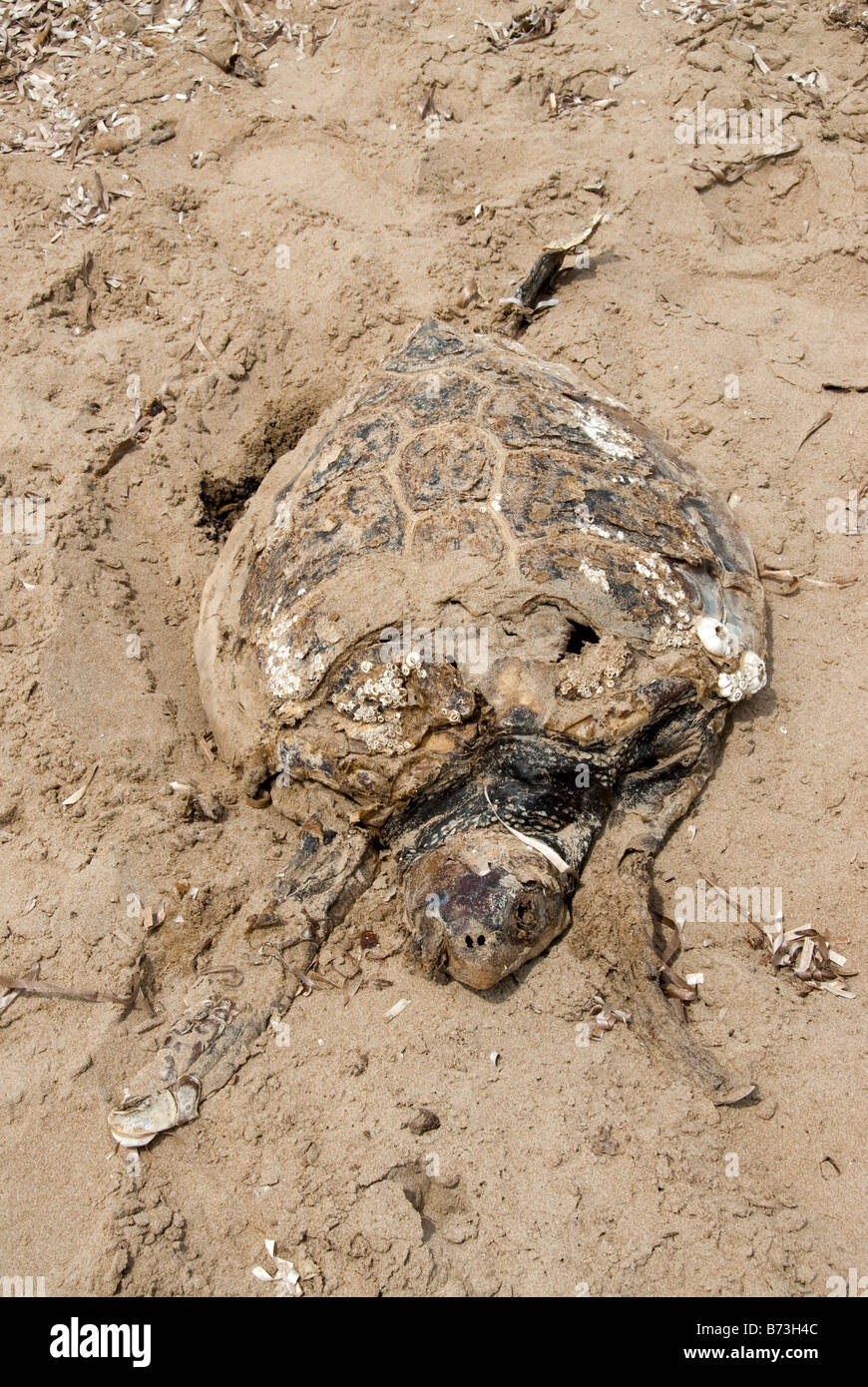 Dead turtle hi-res stock photography and images - Alamy