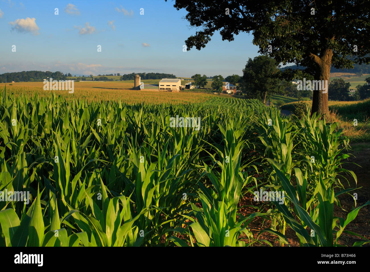 Corn Field, Dayton, Shenandoah Valley, Virginia, USA Stock Photo - Alamy