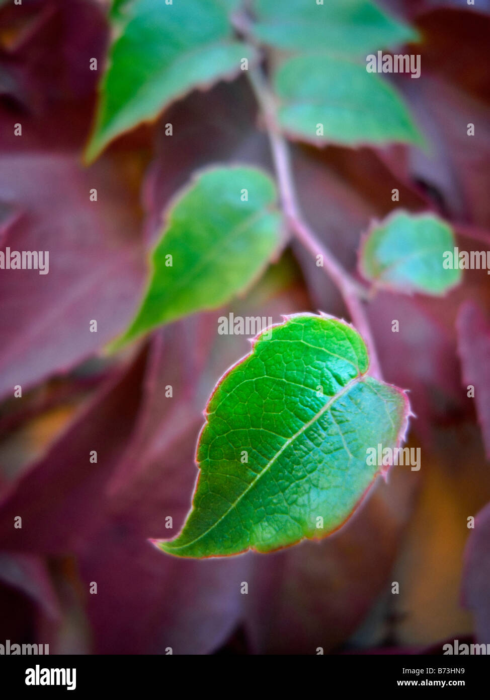 Boston Ivy growing on wall Seattle, Washington, USA Stock Photo - Alamy