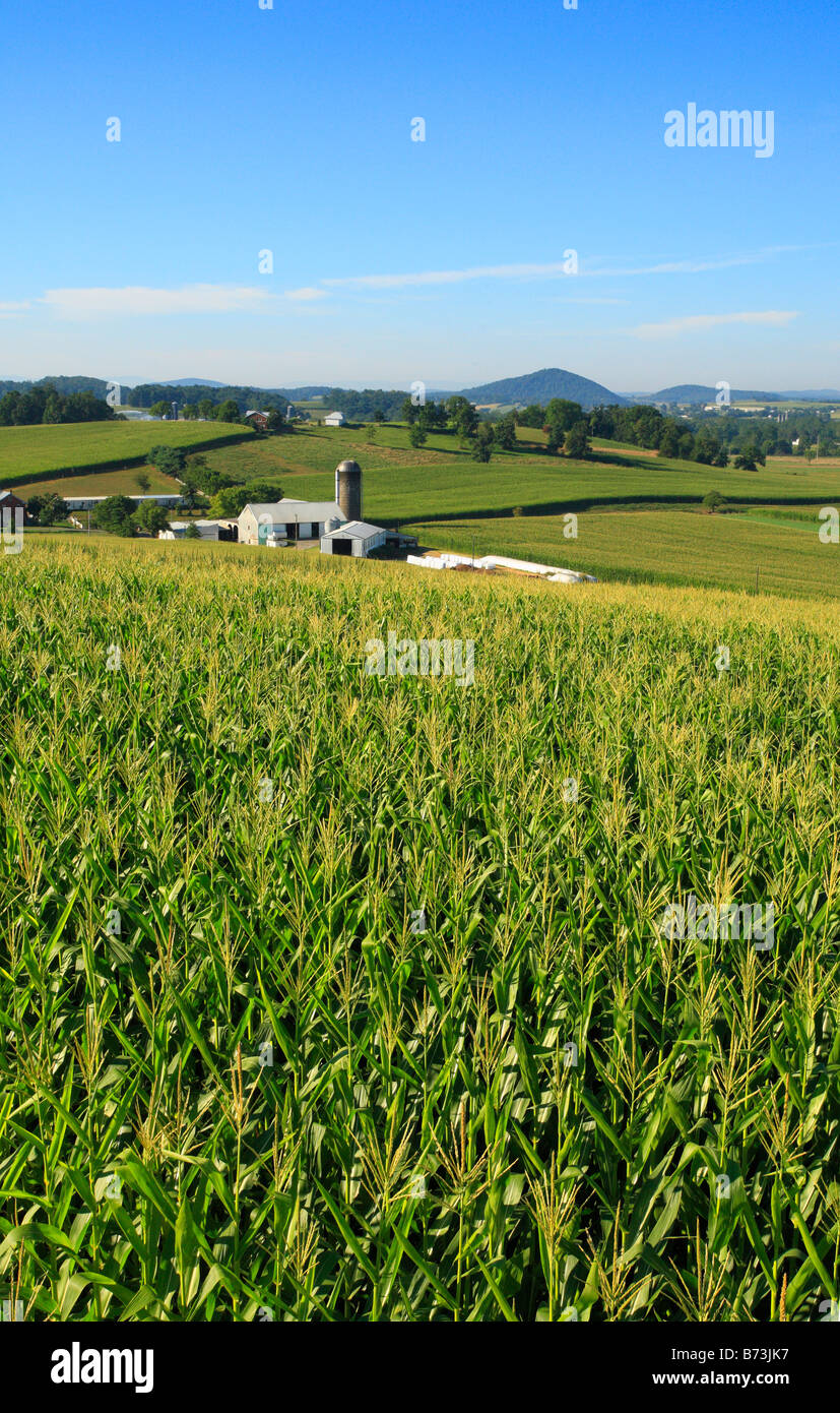 Corn field usa hi-res stock photography and images - Alamy