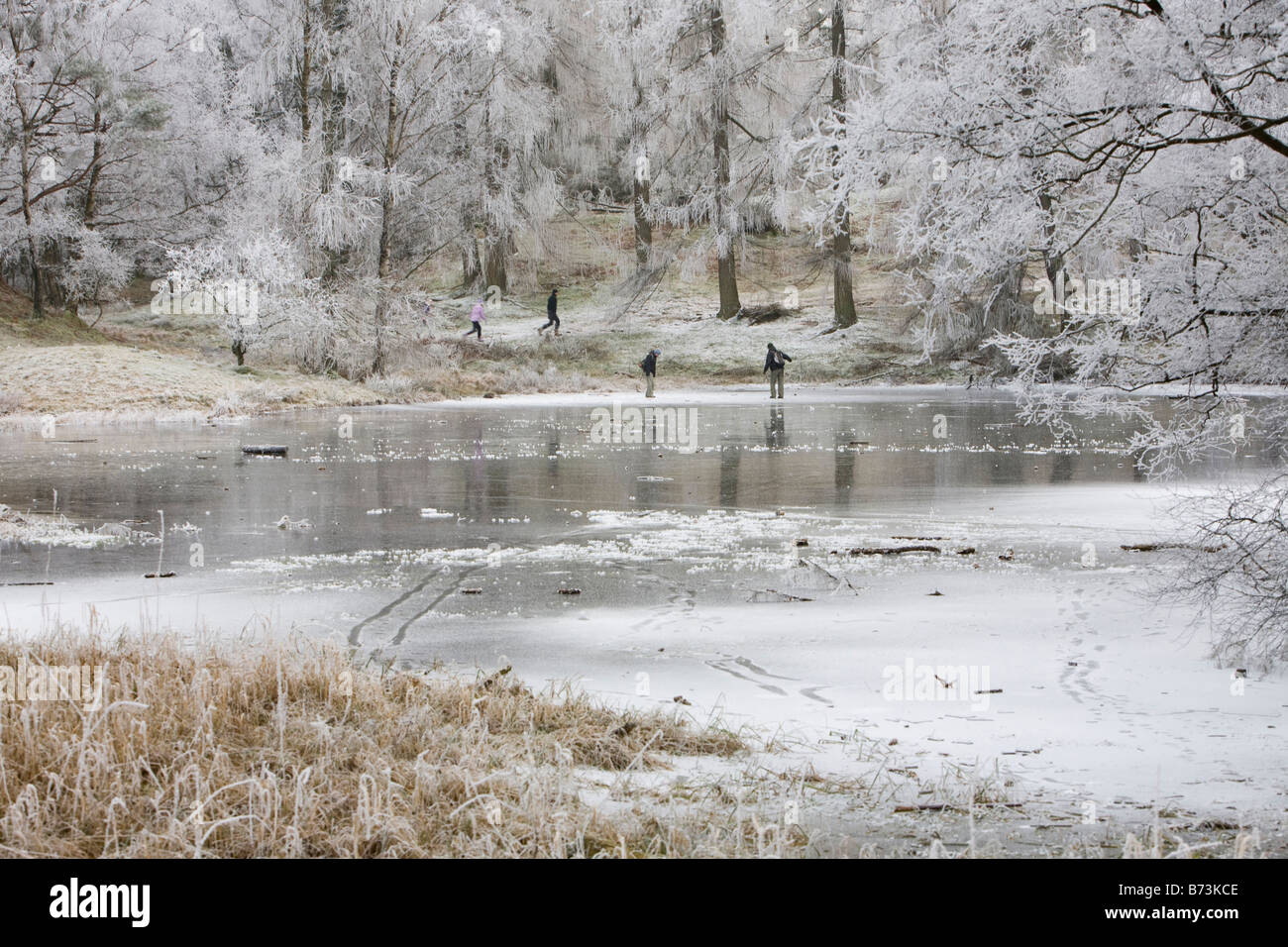 Hoare frost on vegetation and a frozen Tarn Hows in the Lake District ...