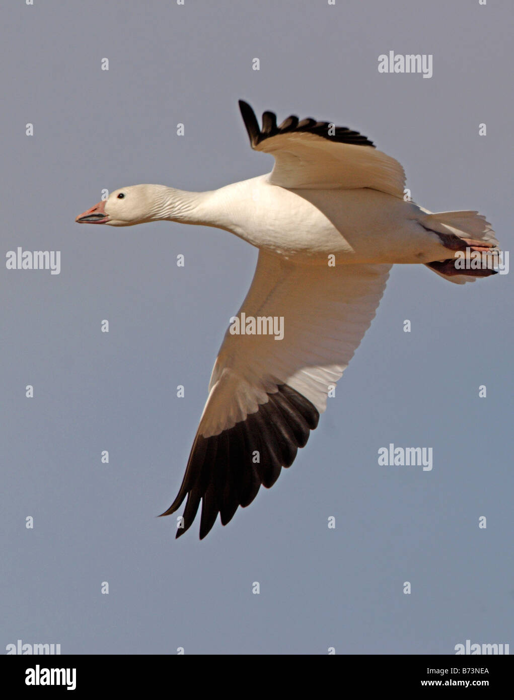 Goose waterfowl hi-res stock photography and images - Alamy