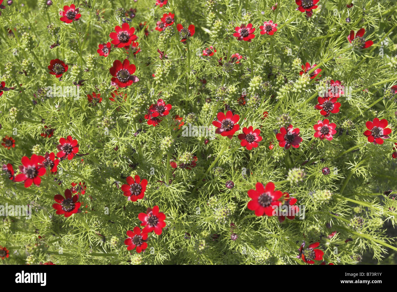 Pheasant's-eye Adonis annua Stock Photo - Alamy