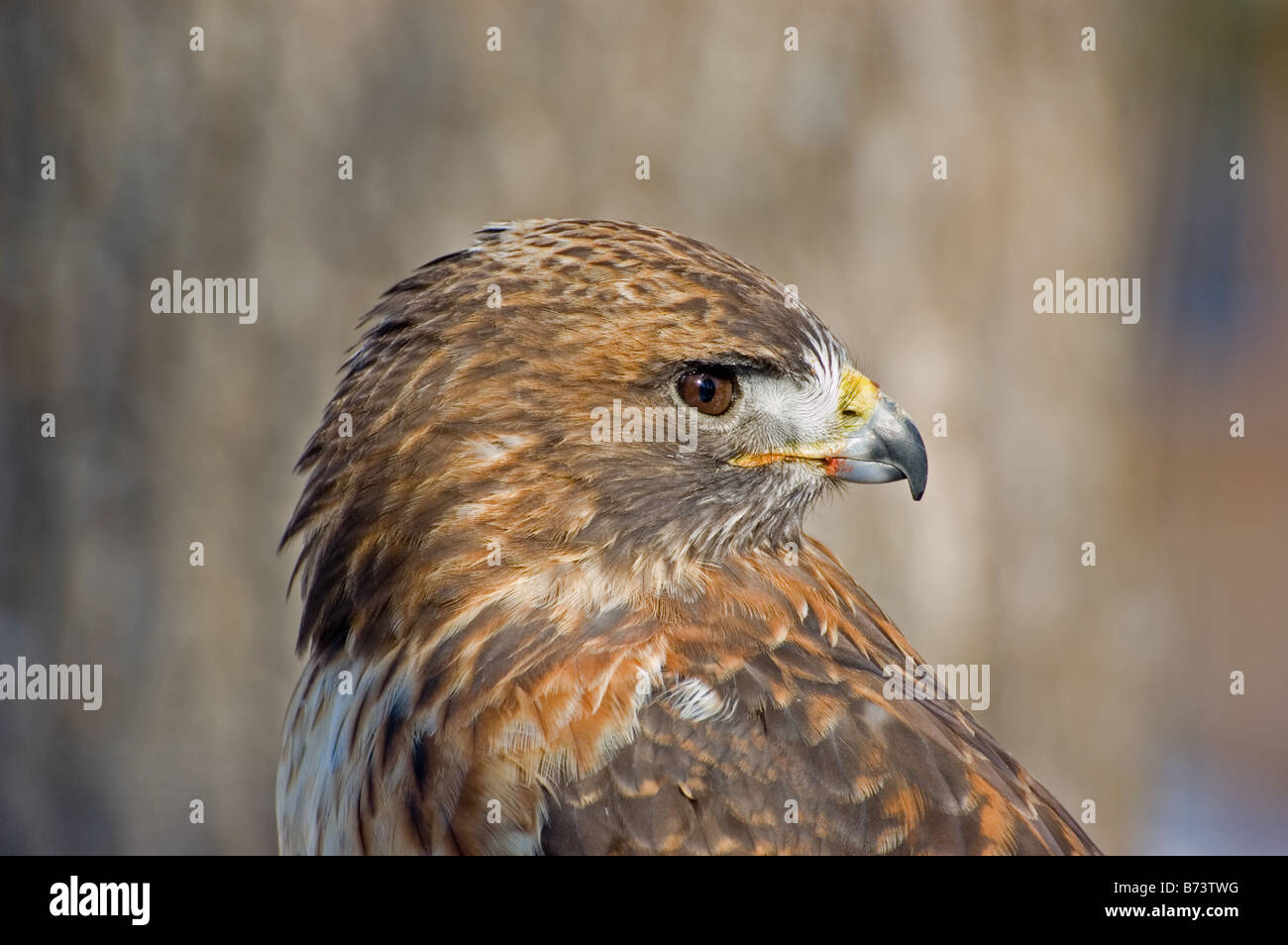 Close-up of a Red-tailed Hawk Stock Photo - Alamy