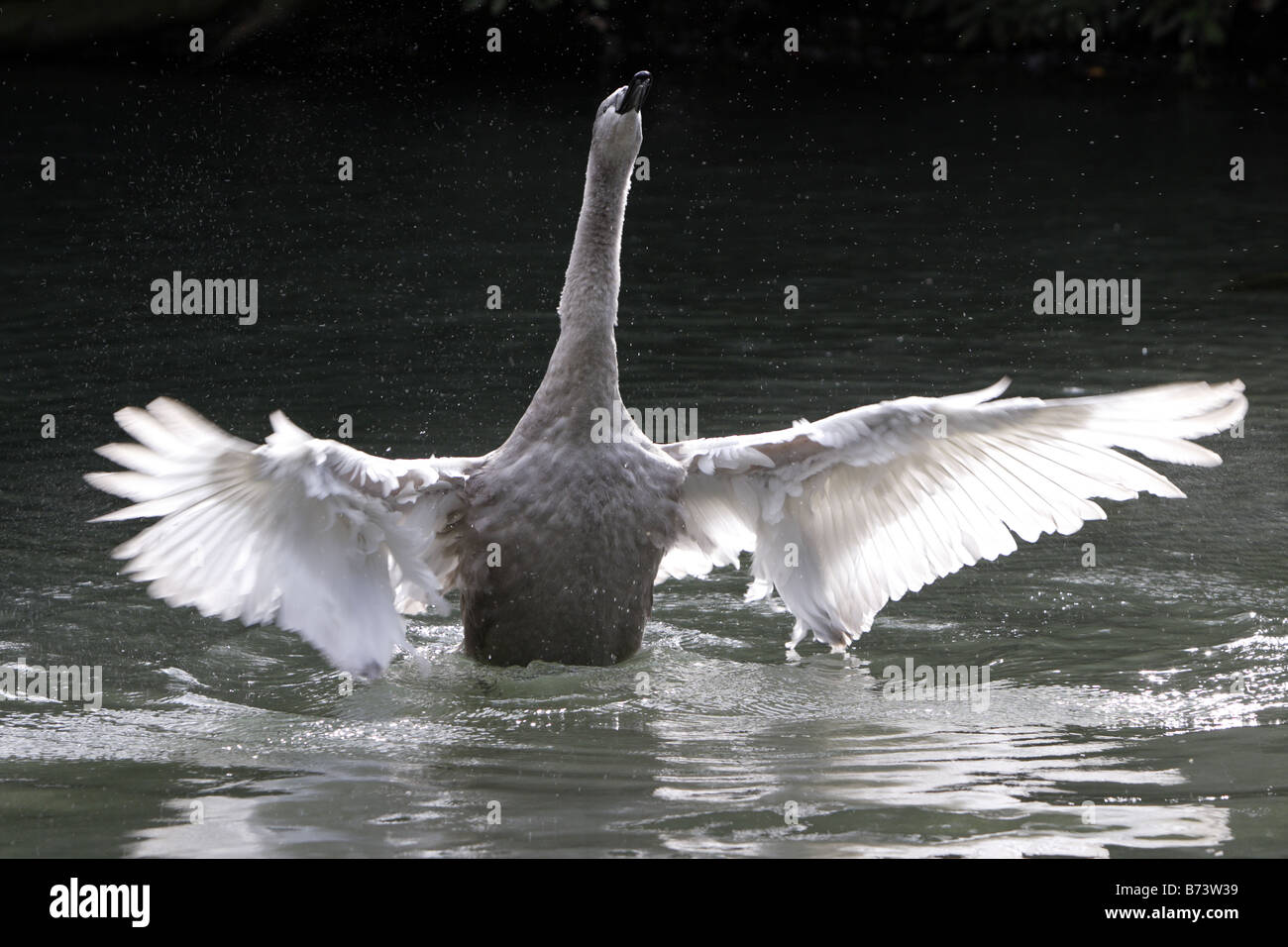 Cygnet having a Stretch Stock Photo - Alamy