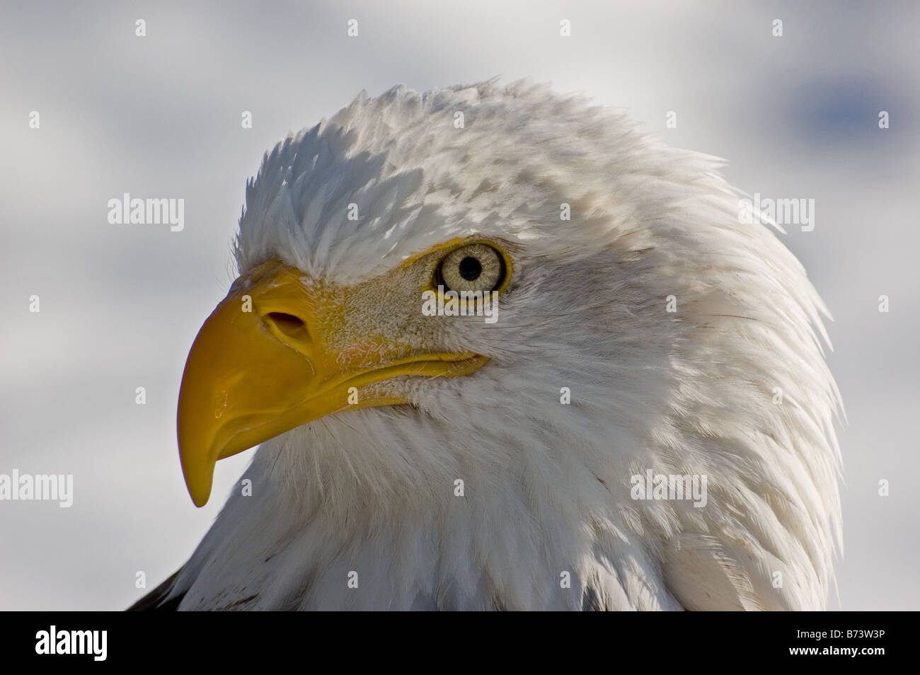 Close up bald eagle face hi-res stock photography and images - Alamy