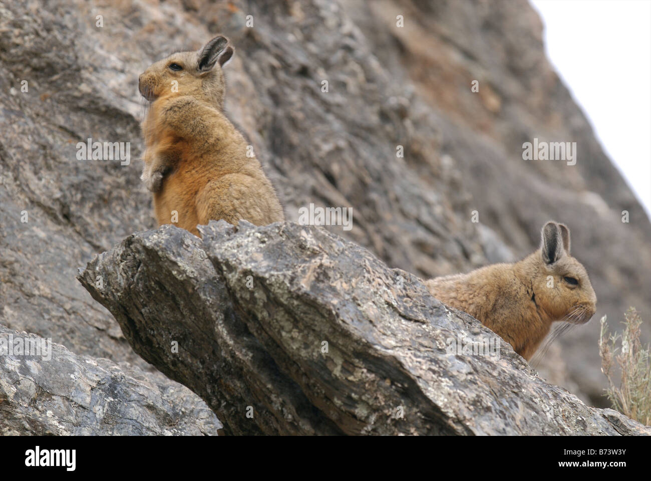 Vizcacha hi-res stock photography and images - Alamy