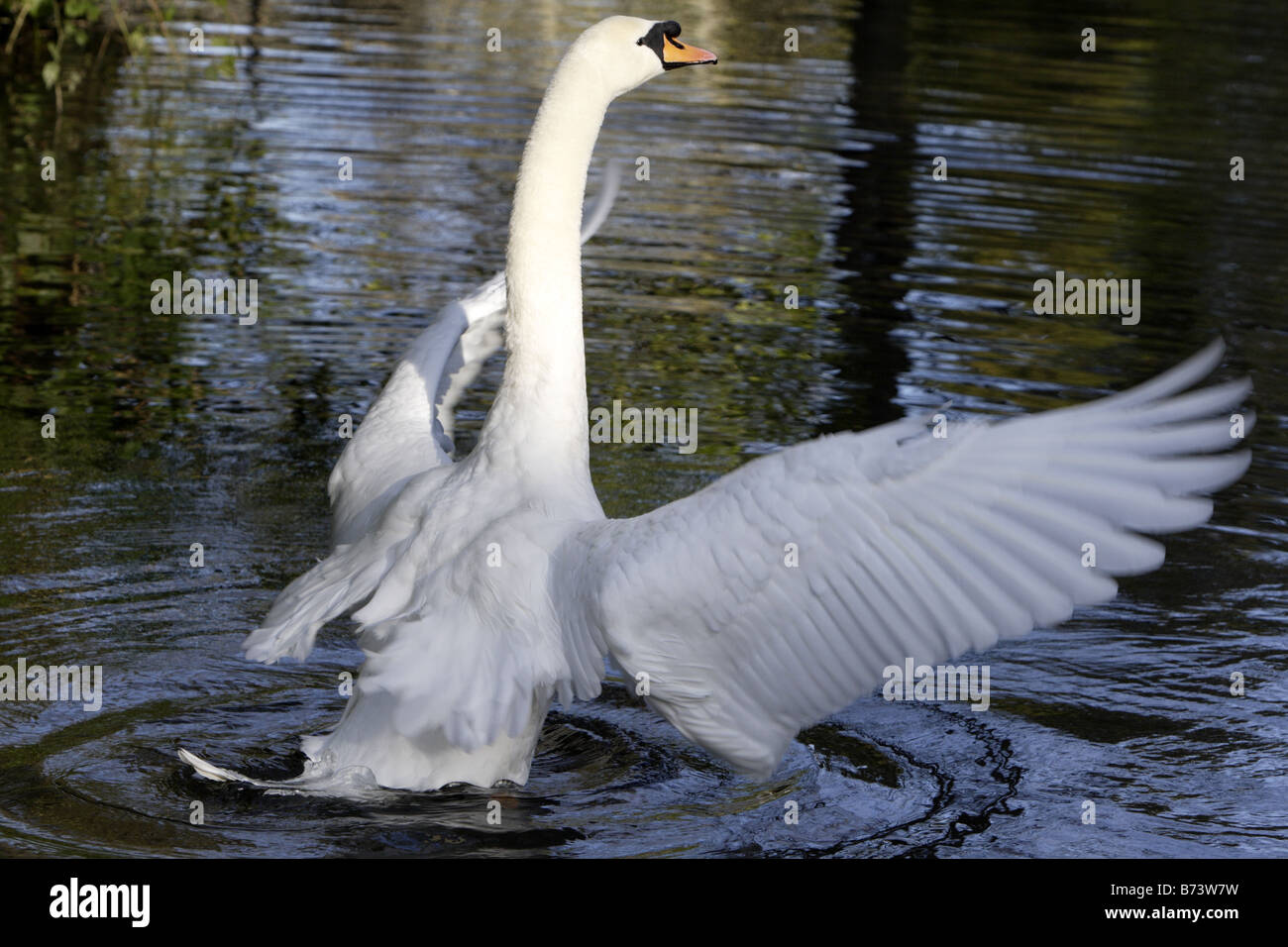 A Stretching Swan Stock Photo - Alamy
