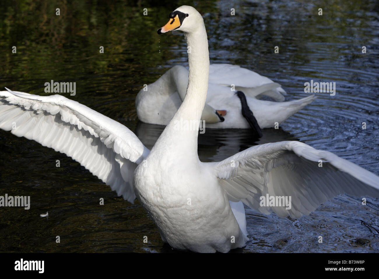 A Stretching Swan Stock Photo - Alamy