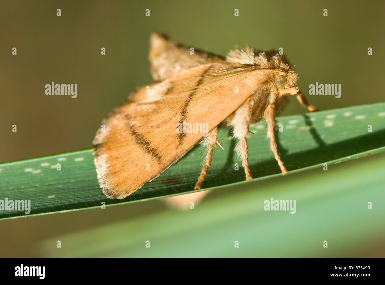 Festoon tree hi-res stock photography and images - Alamy