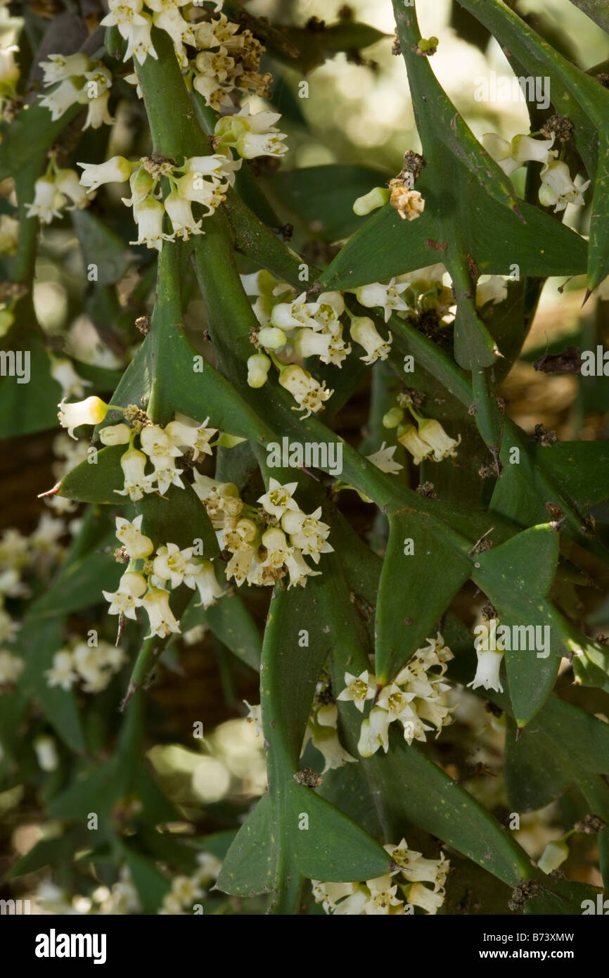 Anchor plant or crucifixion thorn Colletia paradoxa with flowers and ...