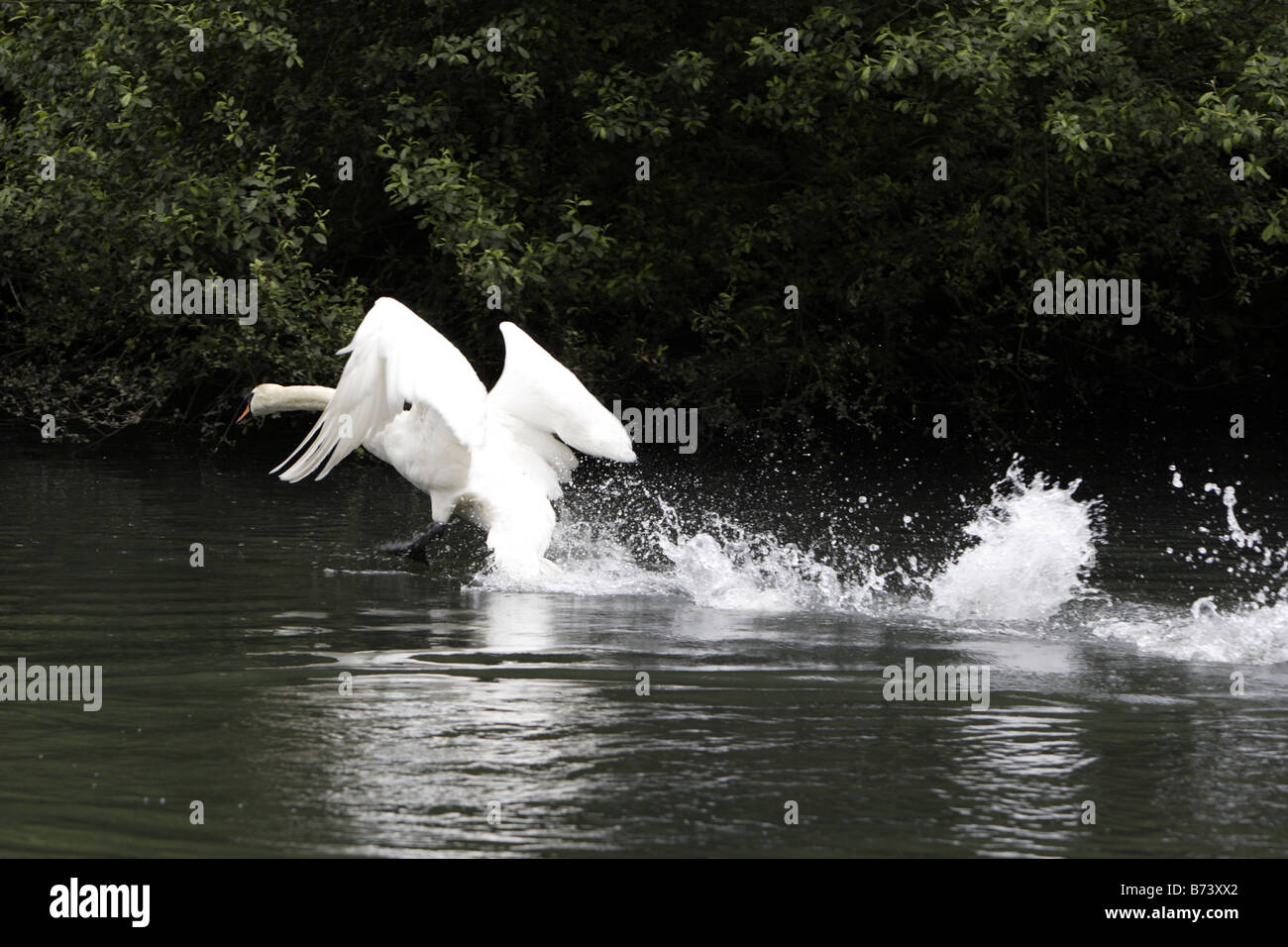 A Chasing Swan Stock Photo - Alamy