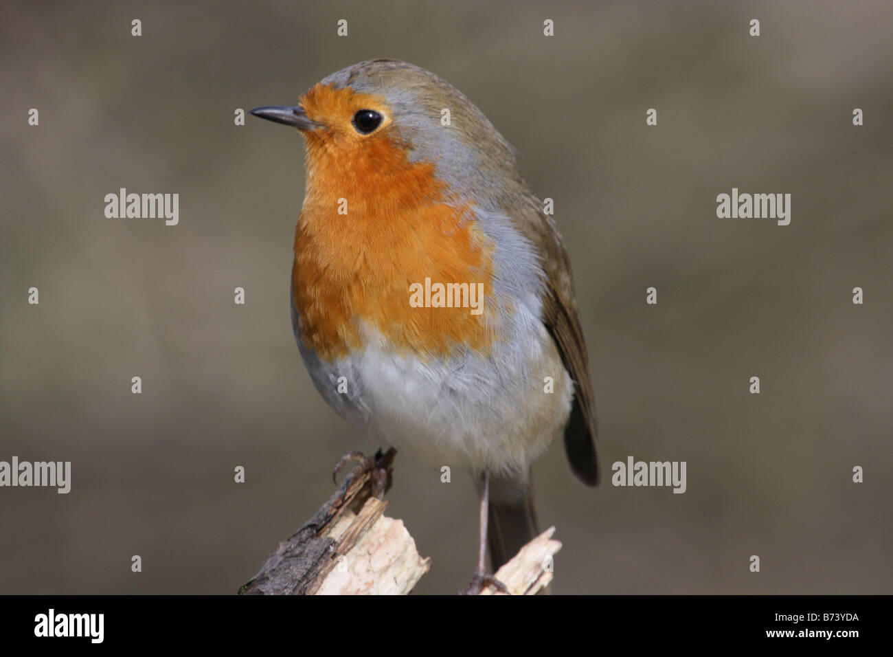 Robin looking uk winter hi-res stock photography and images - Alamy