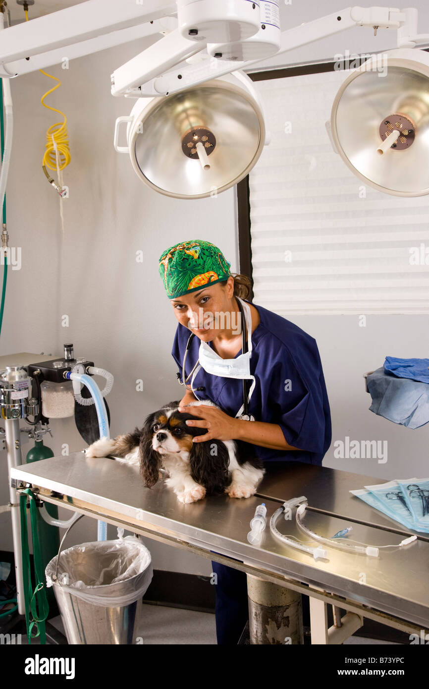 Veterinarian with dog on table in operating room Stock Photo - Alamy