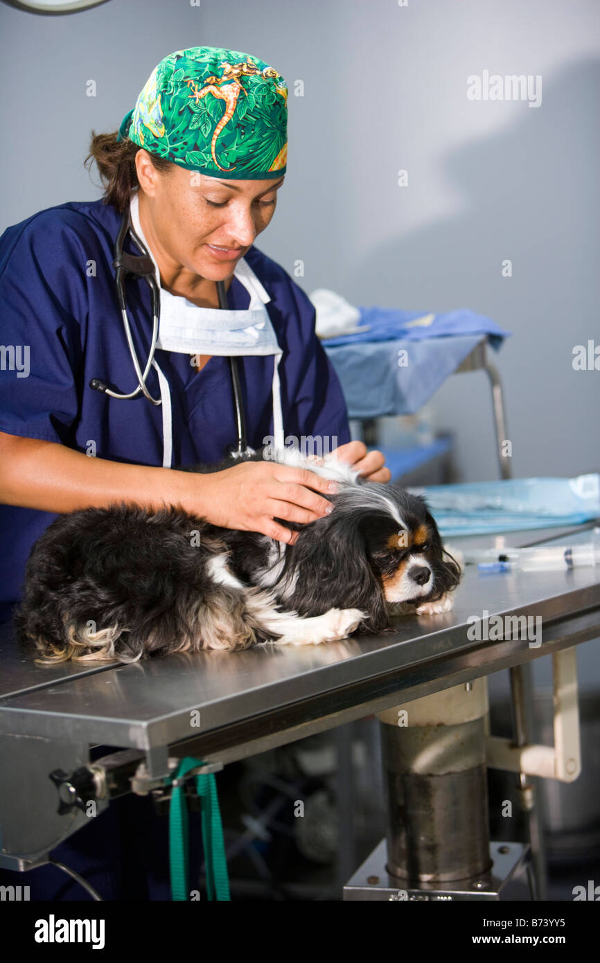 Veterinarian with dog on table in operating room Stock Photo - Alamy