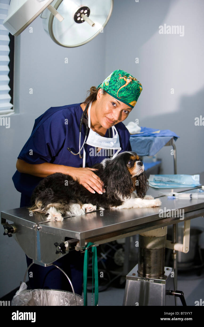 Dog vet surgery preparation hi-res stock photography and images - Alamy