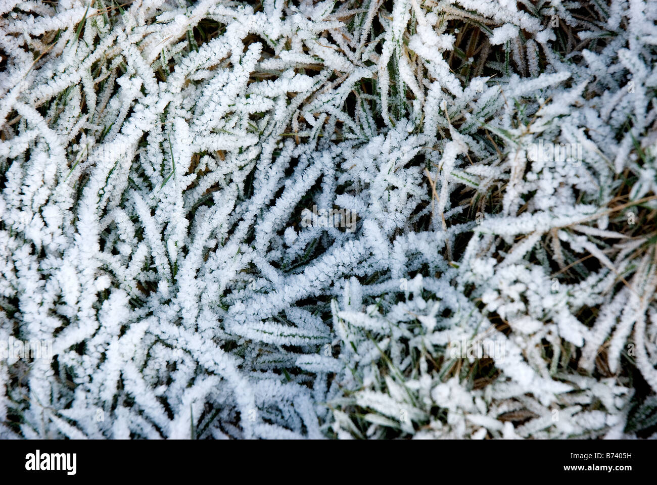 Frost covered grass Stock Photo - Alamy