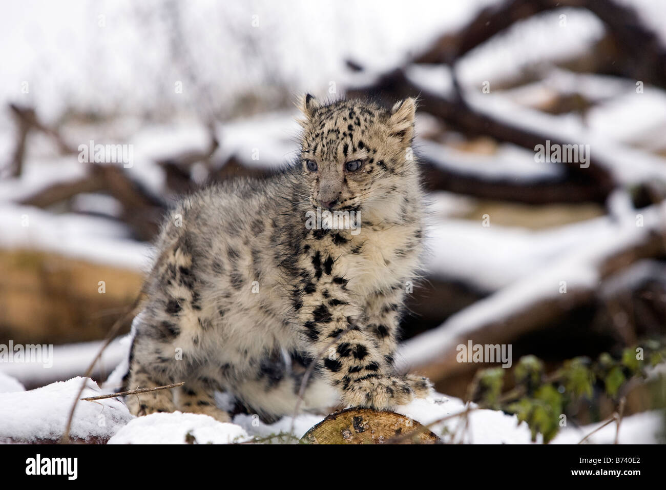 Snow Leopard Cub in the snow Stock Photo - Alamy
