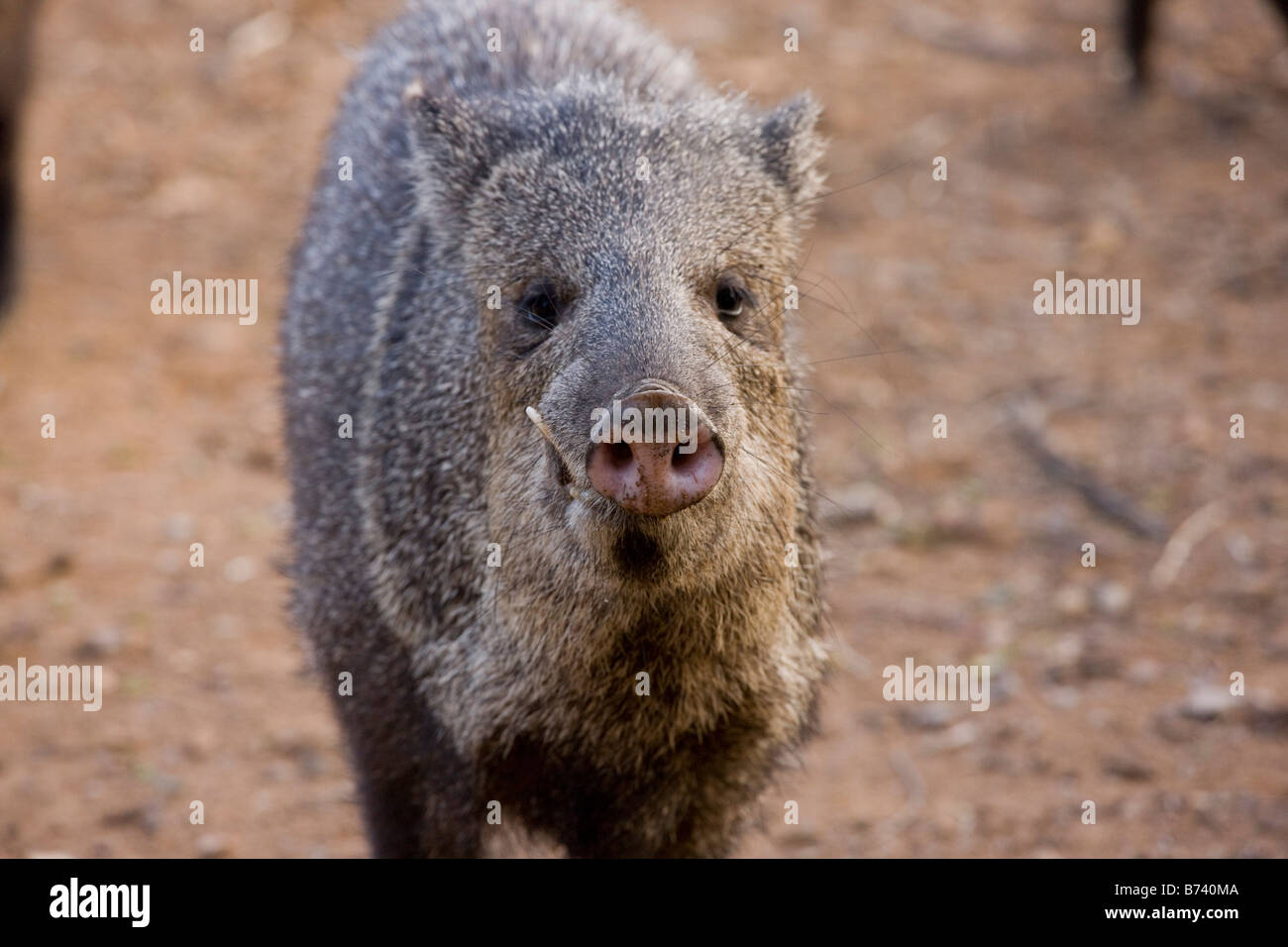 Collared Peccary Tayassu tajacu also known as Javelinas in the desert ...