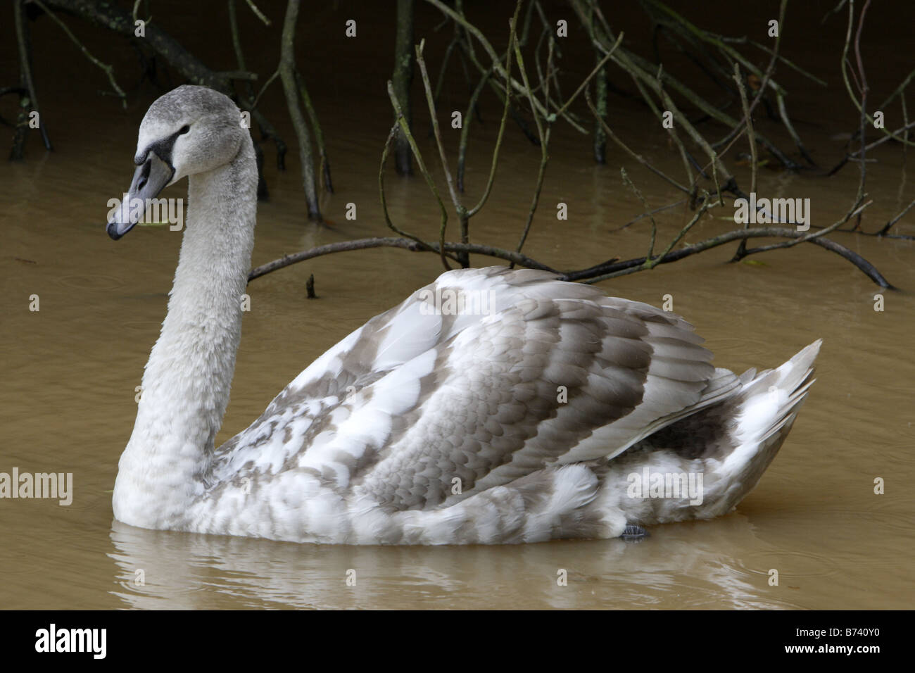 A Relaxing Cygnet Stock Photo - Alamy
