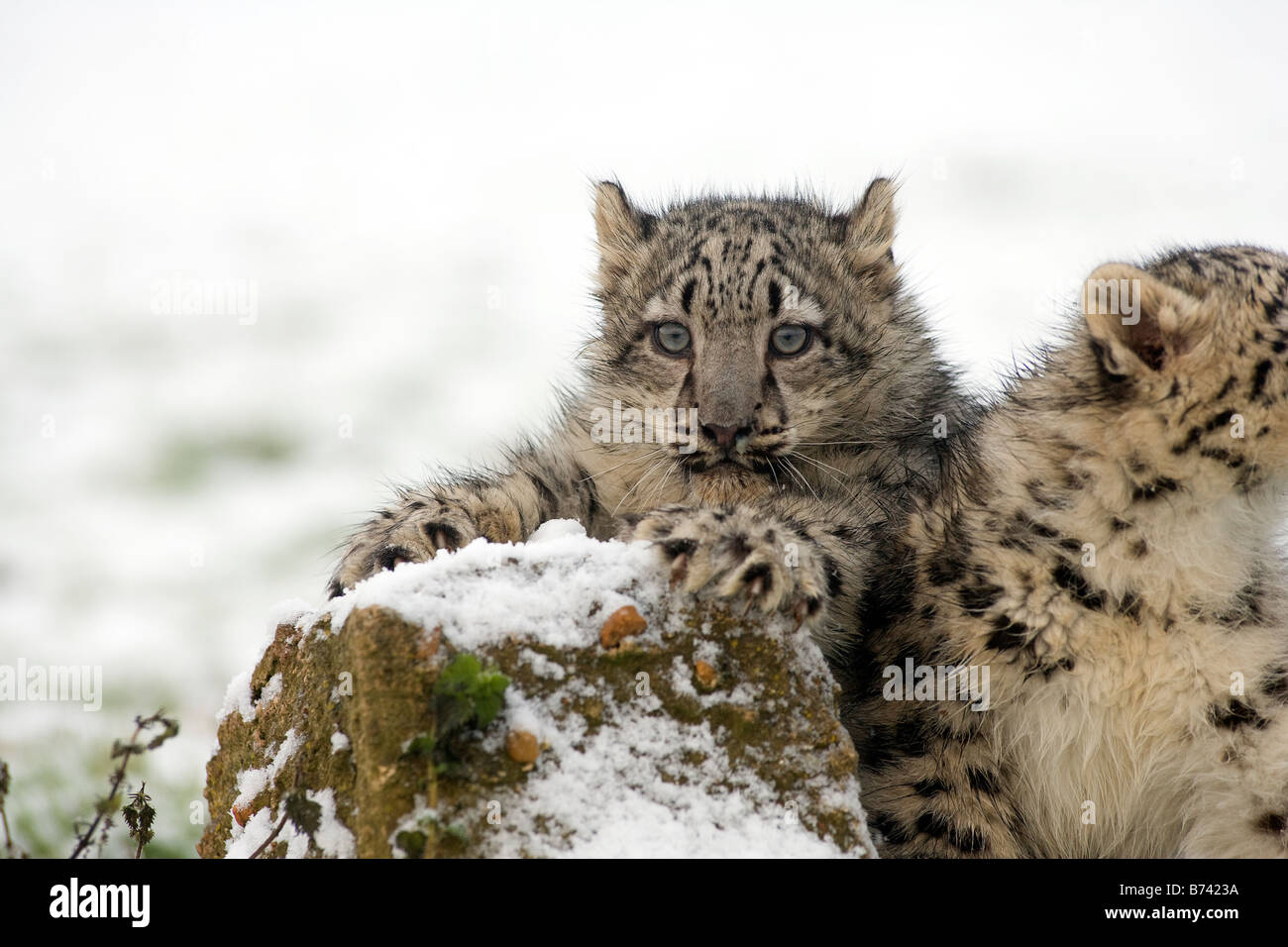 Snow Leopard Cub in the snow Stock Photo - Alamy