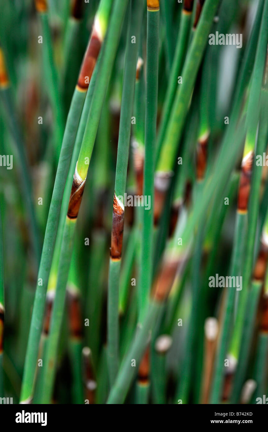 Long thin stems hi-res stock photography and images - Alamy