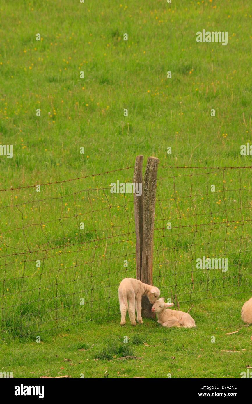 Sheep, Western Highland County, Virginia, USA Stock Photo - Alamy