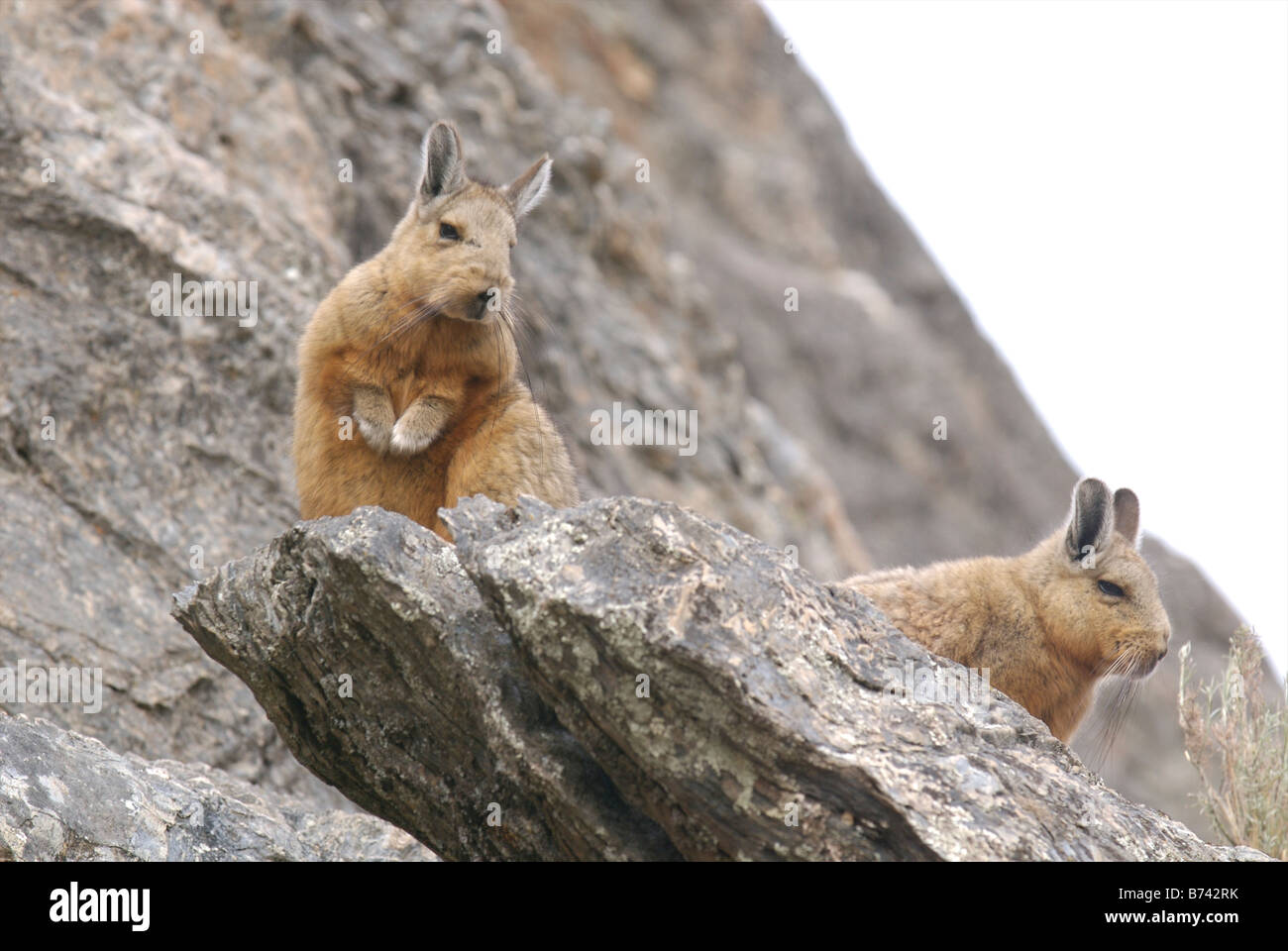 Vizcacha hi-res stock photography and images - Alamy