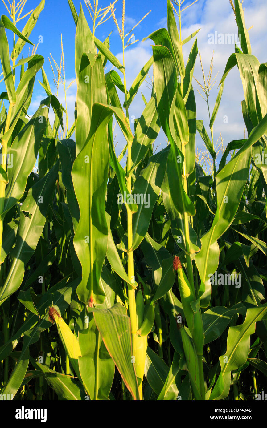 Corn Field, Bridgewater, Shenandoah Valley, Virginia, USA Stock Photo ...