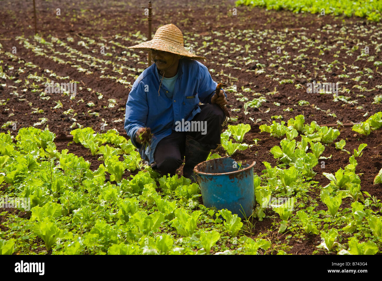 Man farming lettuce in a field on Mauritius Stock Photo - Alamy