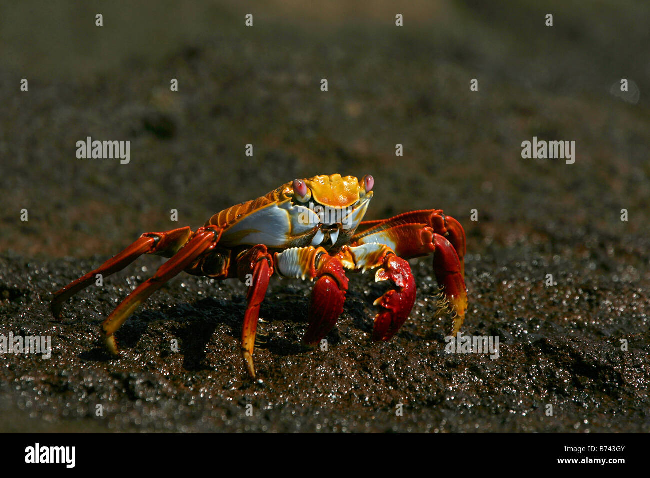 Sally Lightfoot Crab Stock Photo - Alamy