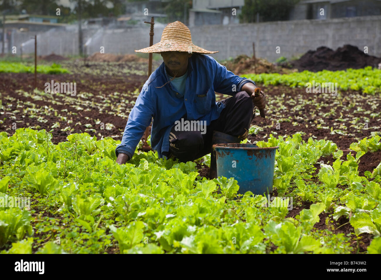 Man farming lettuce in a field on Mauritius Stock Photo - Alamy