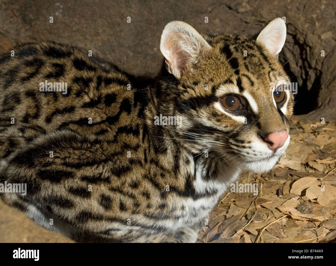 Full Grown Ocelot Size